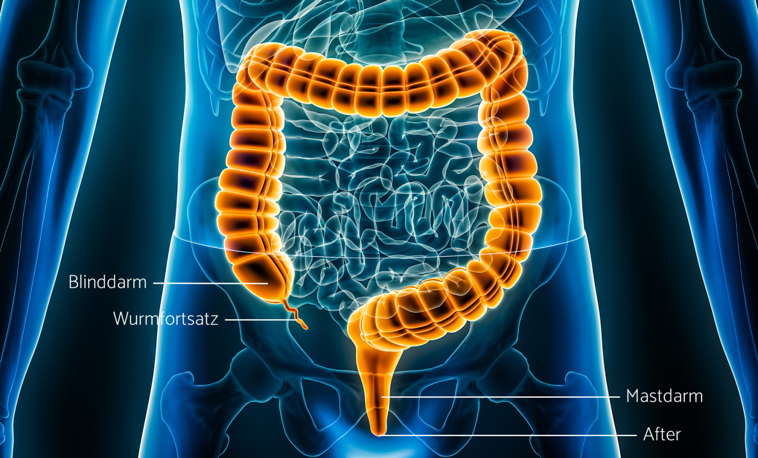 Verdauung: Das passiert, wenn wir essen - Schöne und gesunde Haut mit ...