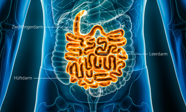 Verdauung: Das passiert, wenn wir essen - Schöne und gesunde Haut mit ...
