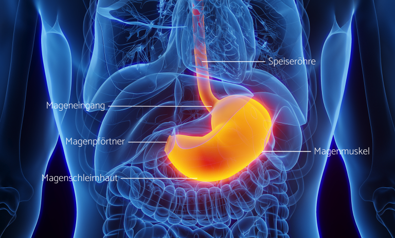 Verdauung: Das passiert, wenn wir essen - Schöne und gesunde Haut mit ...