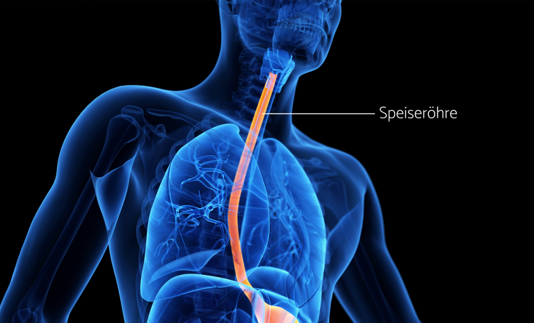 Verdauung: Das passiert, wenn wir essen - Schöne und gesunde Haut mit ...